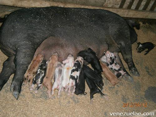 Lechones destetados excelente genética y rendimiento en Quíbor