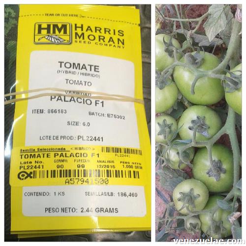 Semillas Sakata; Vilmorin; Takii seeds; Edena; Cluse; Bayer Nunhmes ...