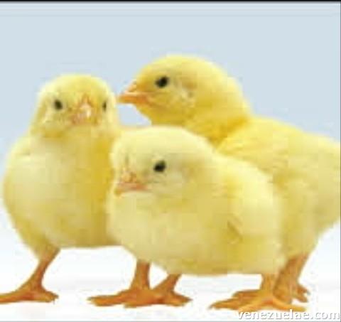 Se venden pollitos bebé Hubbard y Ross 308 Ap en Maracay