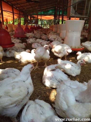 Venta Pollos Vivos: teléfono - Manrique, San Carlos