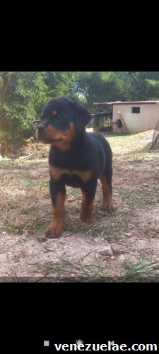 Cachorros rottweiler hembra y macho en Barquisimeto