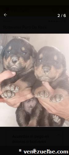 Cachorros rottweiler hembra y macho en Barquisimeto