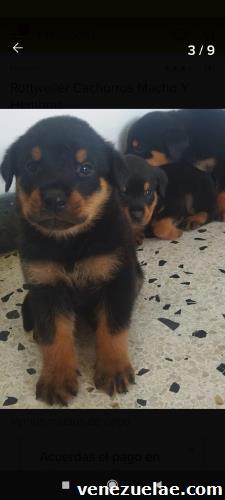 Cachorros rottweiler hembra y macho en Barquisimeto